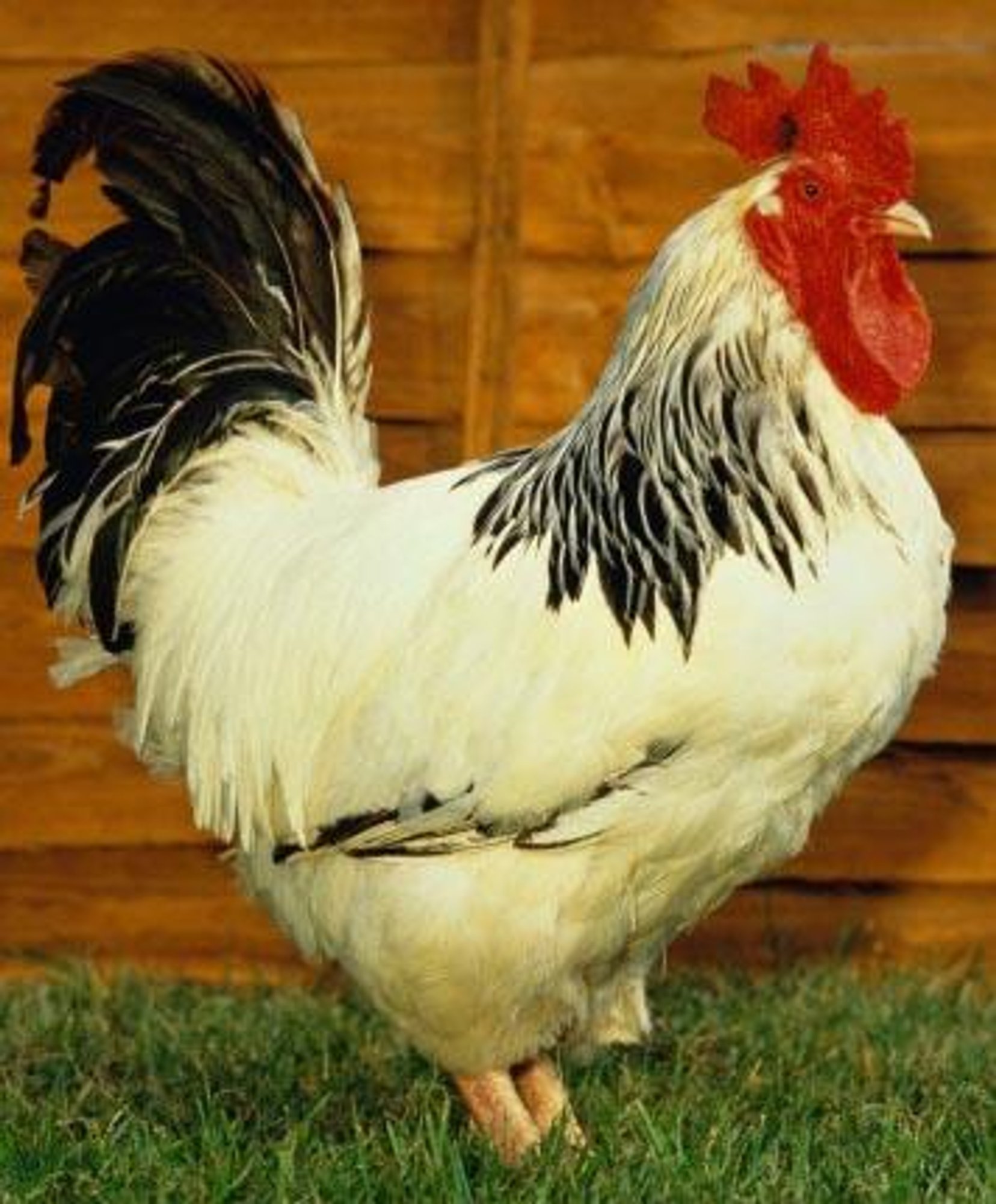 Filipinuose kovinis gaidys užmušė savo šeimininką - Delfi