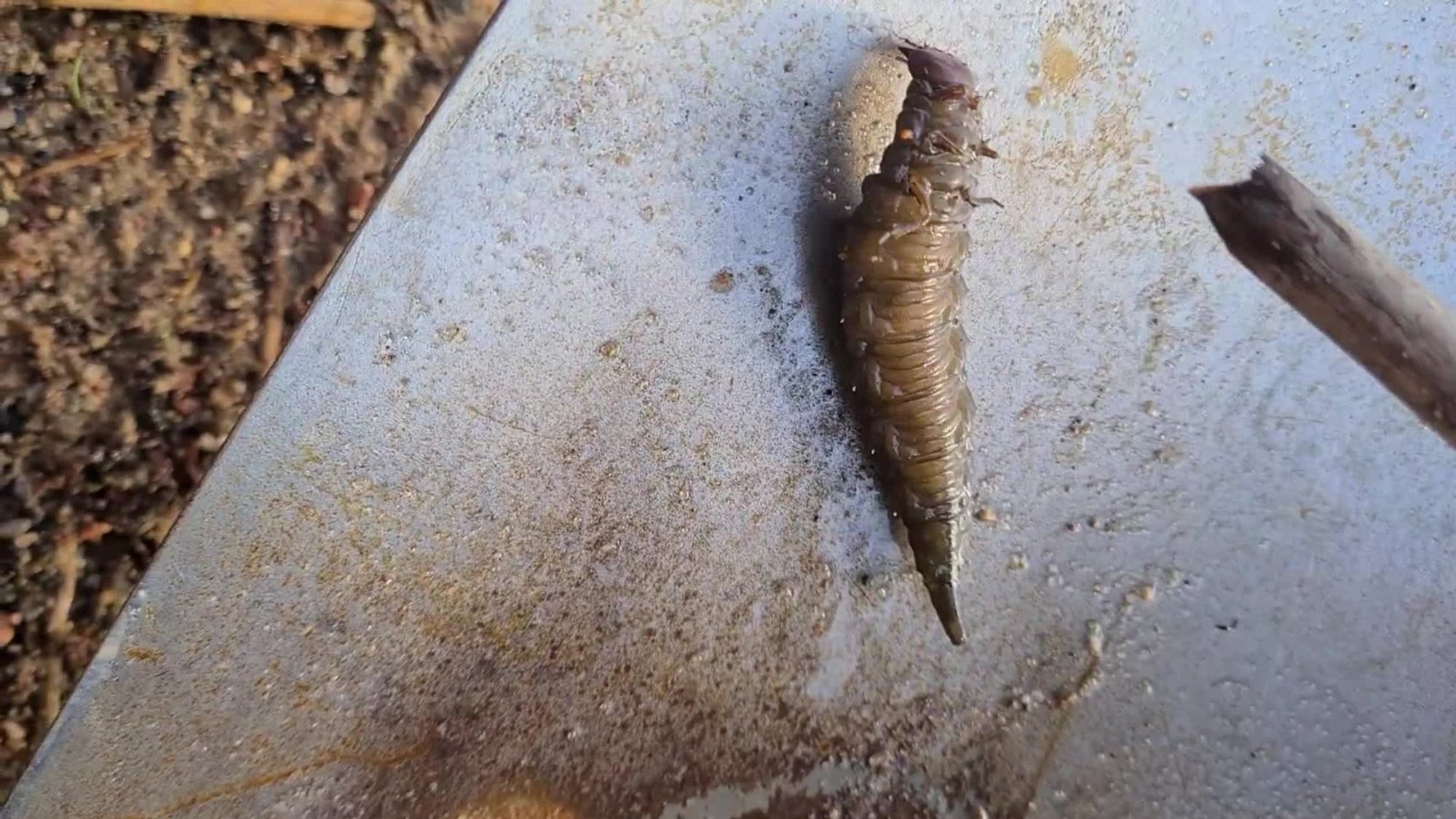 Poilsiaujant prie ežero sukandžiojo nežinomas gyvis: skausmas buvo toks ...