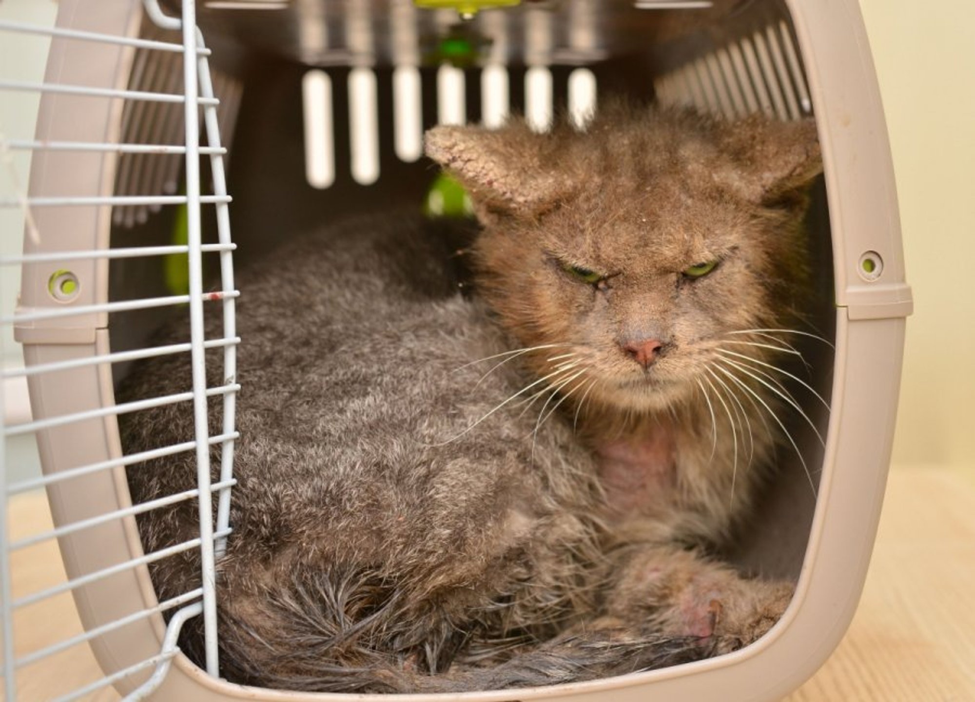 Gyvu kankiniu tapusio katinėlio istorija! - Delfi kartu