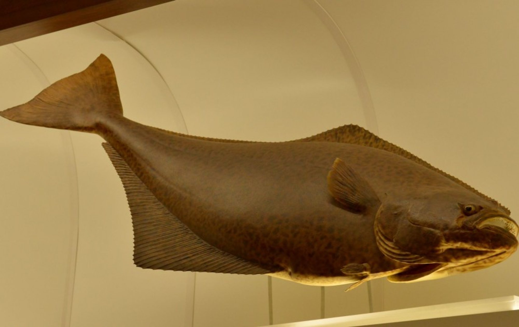 Naujausias muziejaus eksponatas – milžiniškas atlantinis paltusas ...