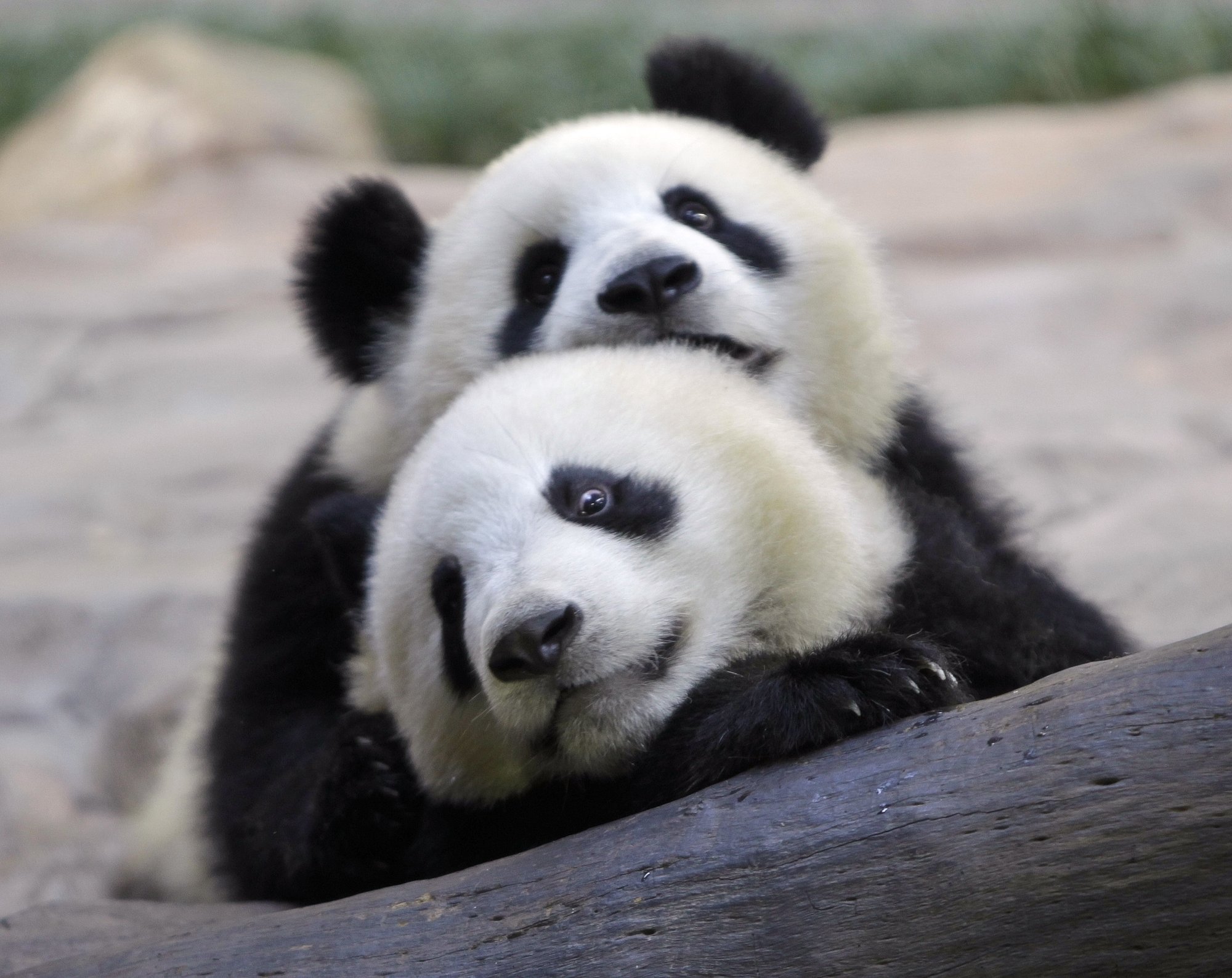 Kinija Azijos žaidynių reklamai pasitelkė pandas - Delfi grynas