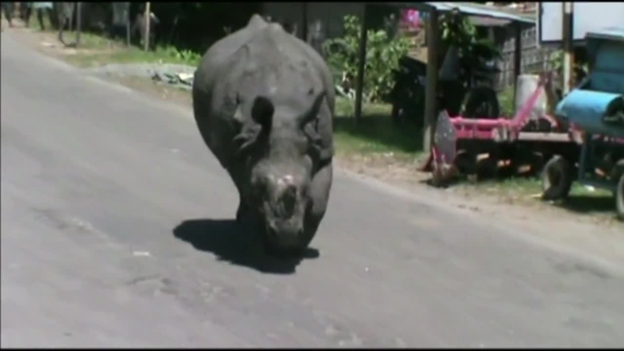 Dėl liūčių džiungles palikęs raganosis sukėlė sąmyšį tarp gyventojų ...