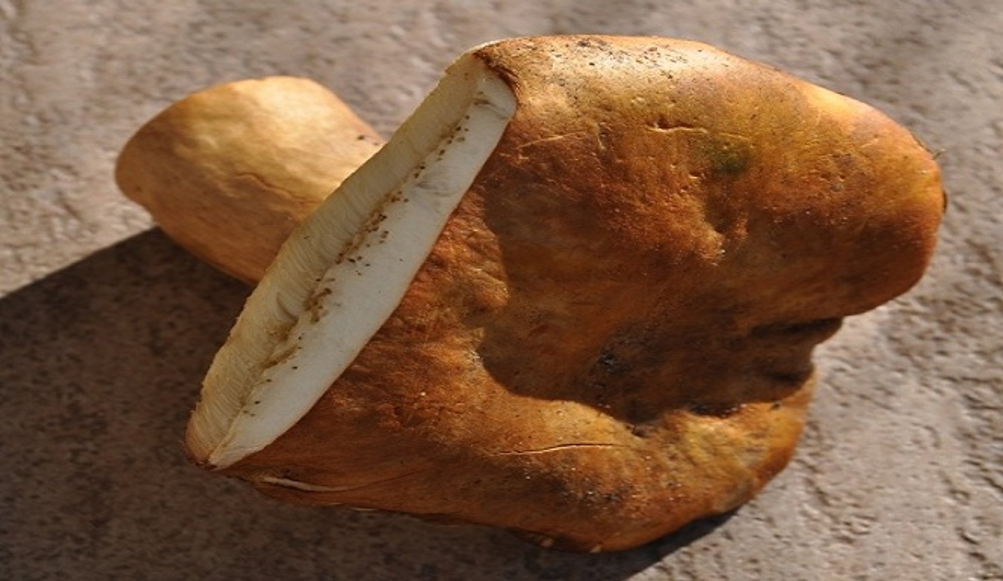 Skaitytojų akimis. Neregėta baravykų rūšis - Delfi grynas