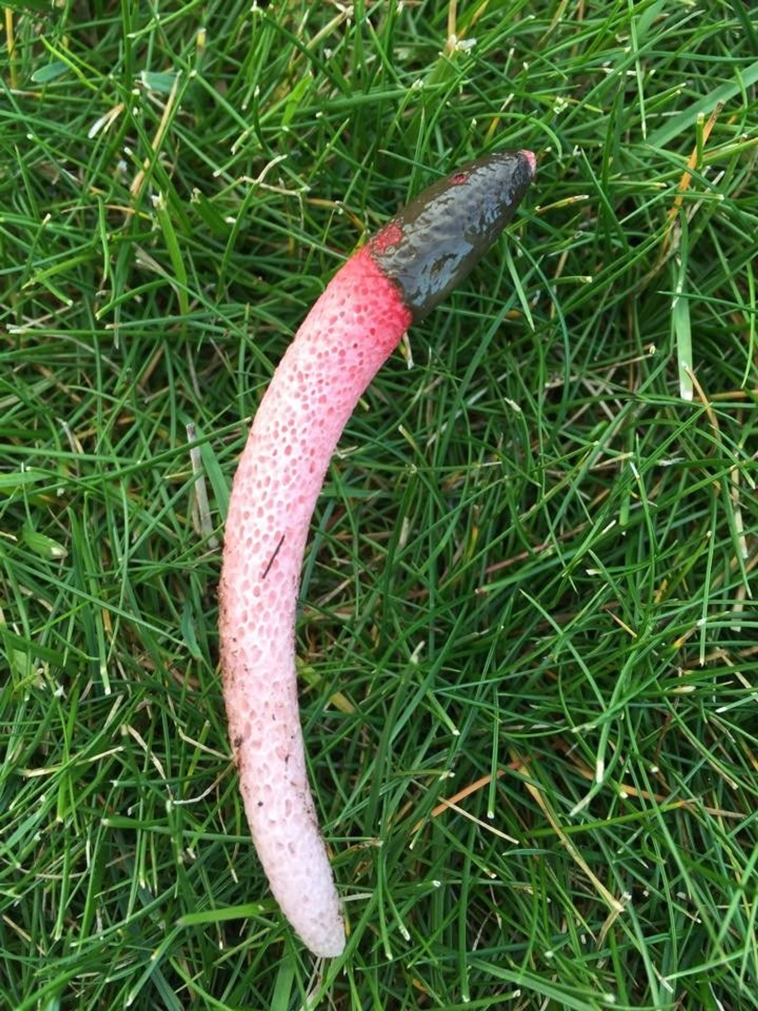 Vyriškio kieme išdygo keistas grybas - Delfi kartu