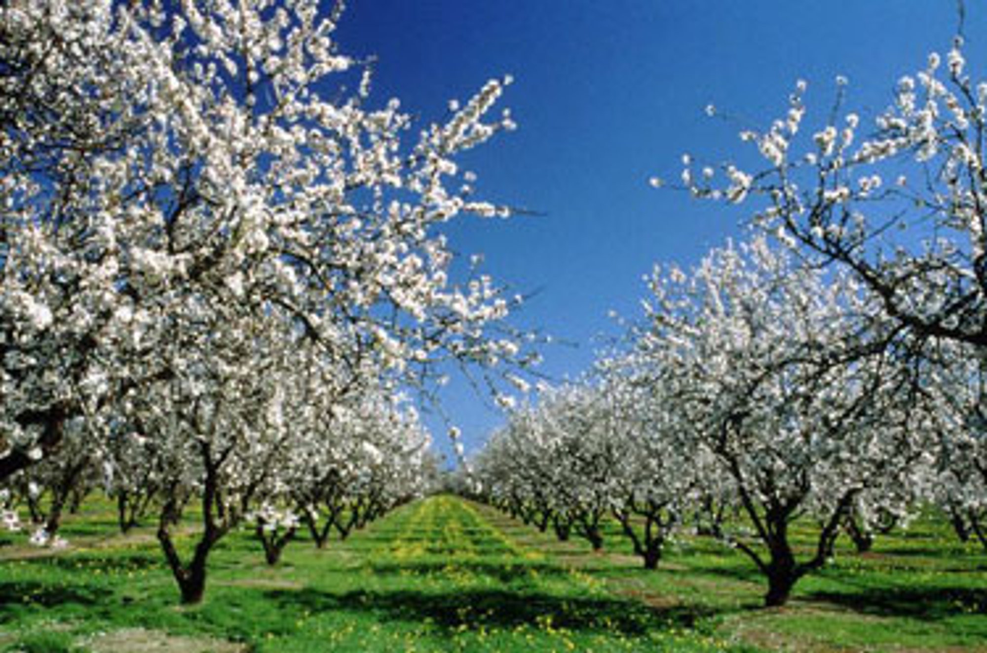 Migdolai nepakeičiami daugelio šalių virtuvėje - Delfi gyvenimas