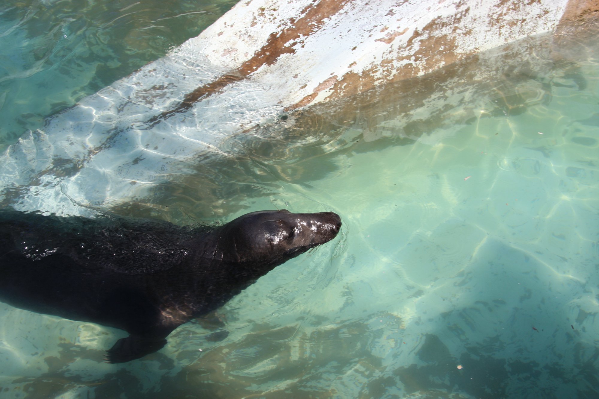 Ruoniai ūsais jaučia riebiausias žuvis - Delfi grynas