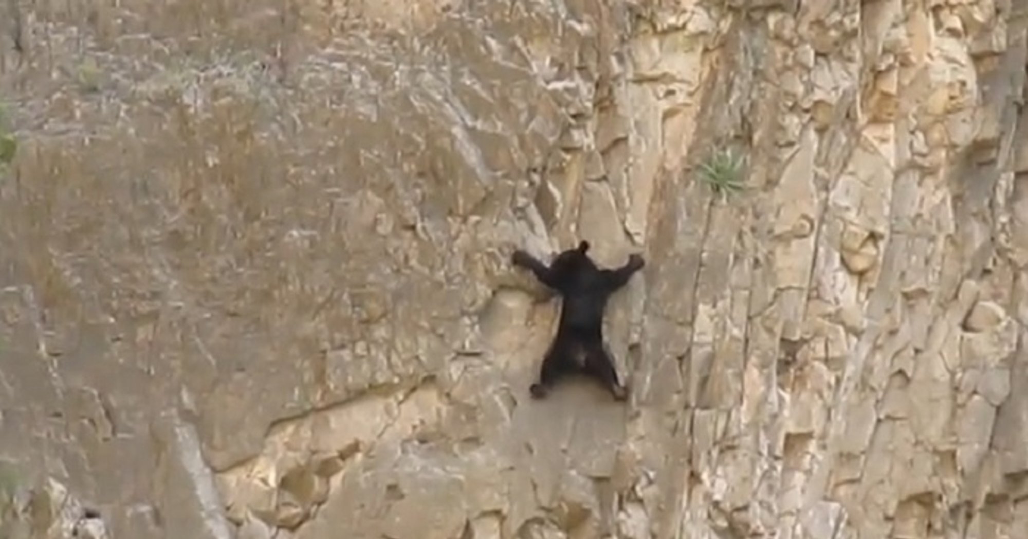 Bebaimiai alpinistai - lokiukas su mama išbando laipiojimą uolomis ...