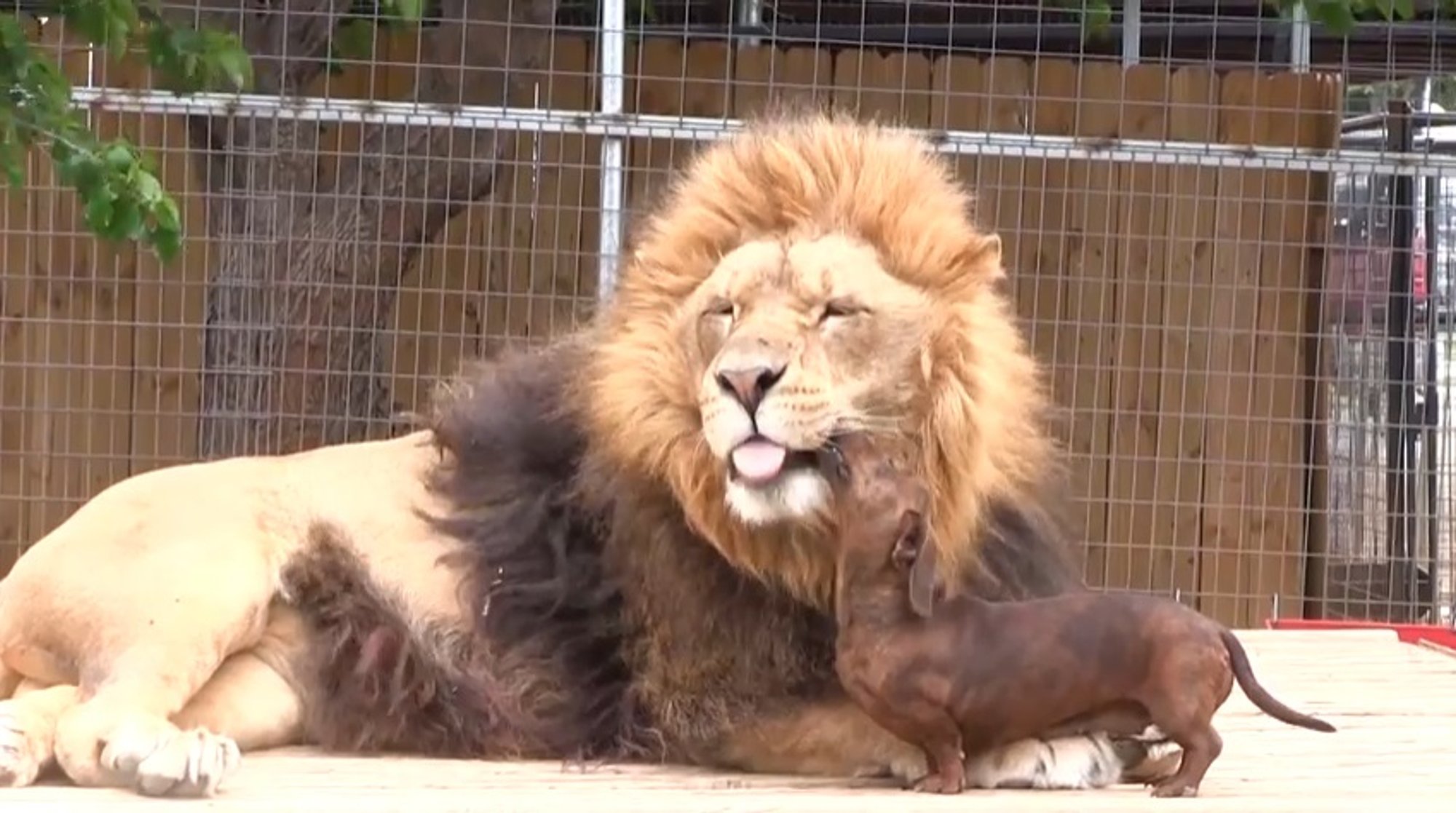 Keturi taksai zoo parke prižiūri sergantį liūtą - Delfi