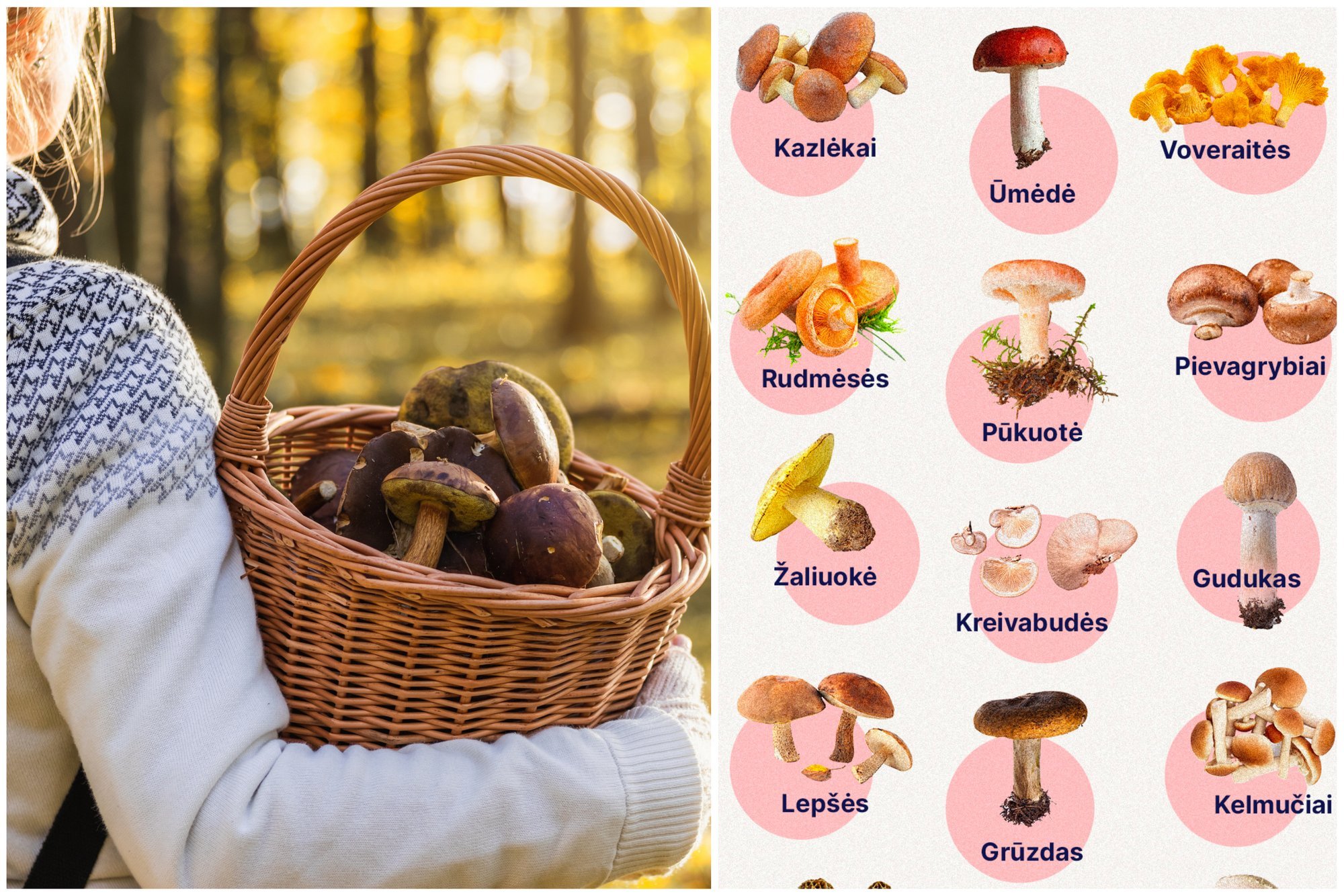 Lietuvių miškuose randami grybai: kaip atskirti - Delfi grynas