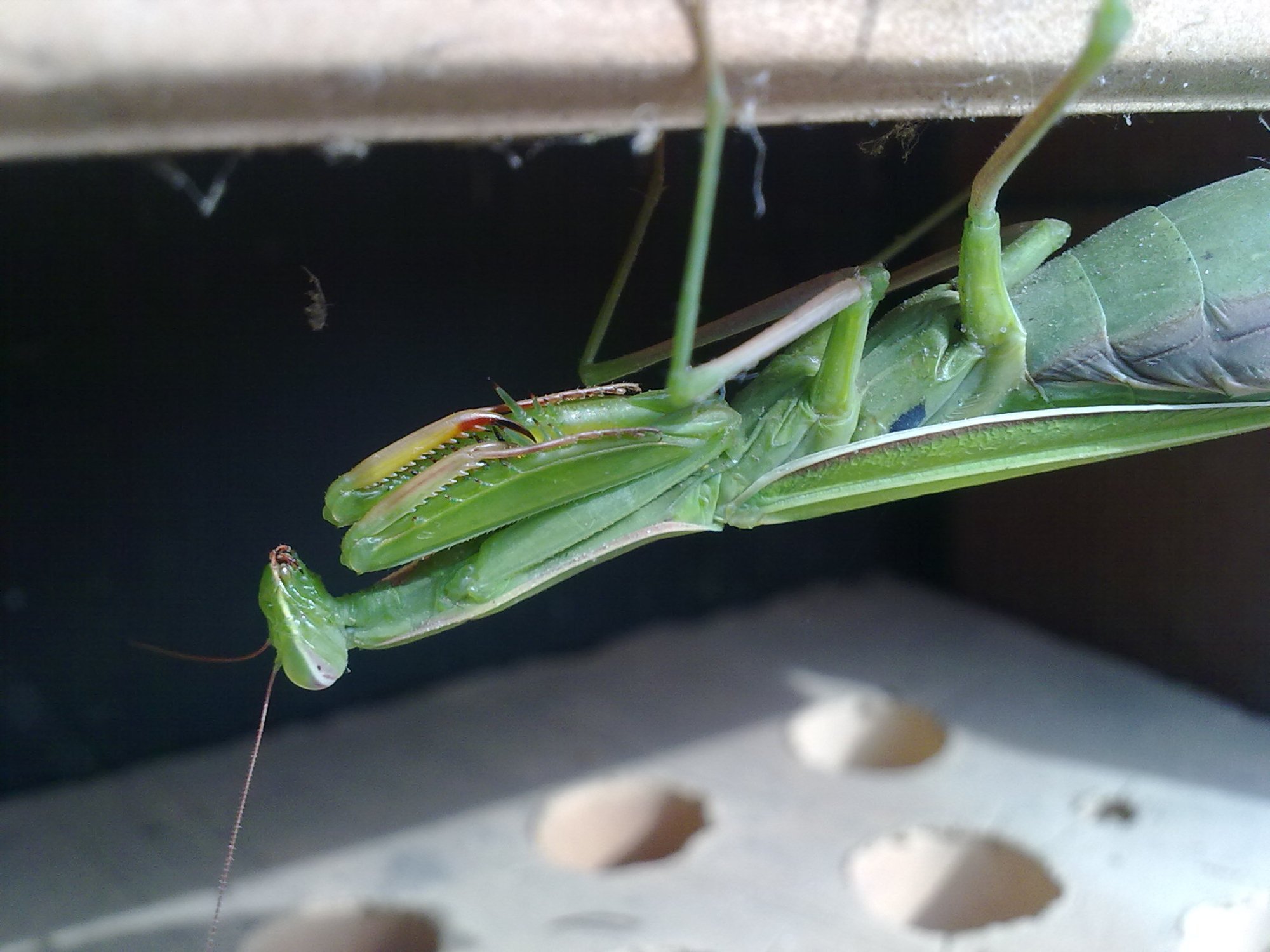 Lietuvoje plinta vabzdžiai kanibalai - Delfi grynas