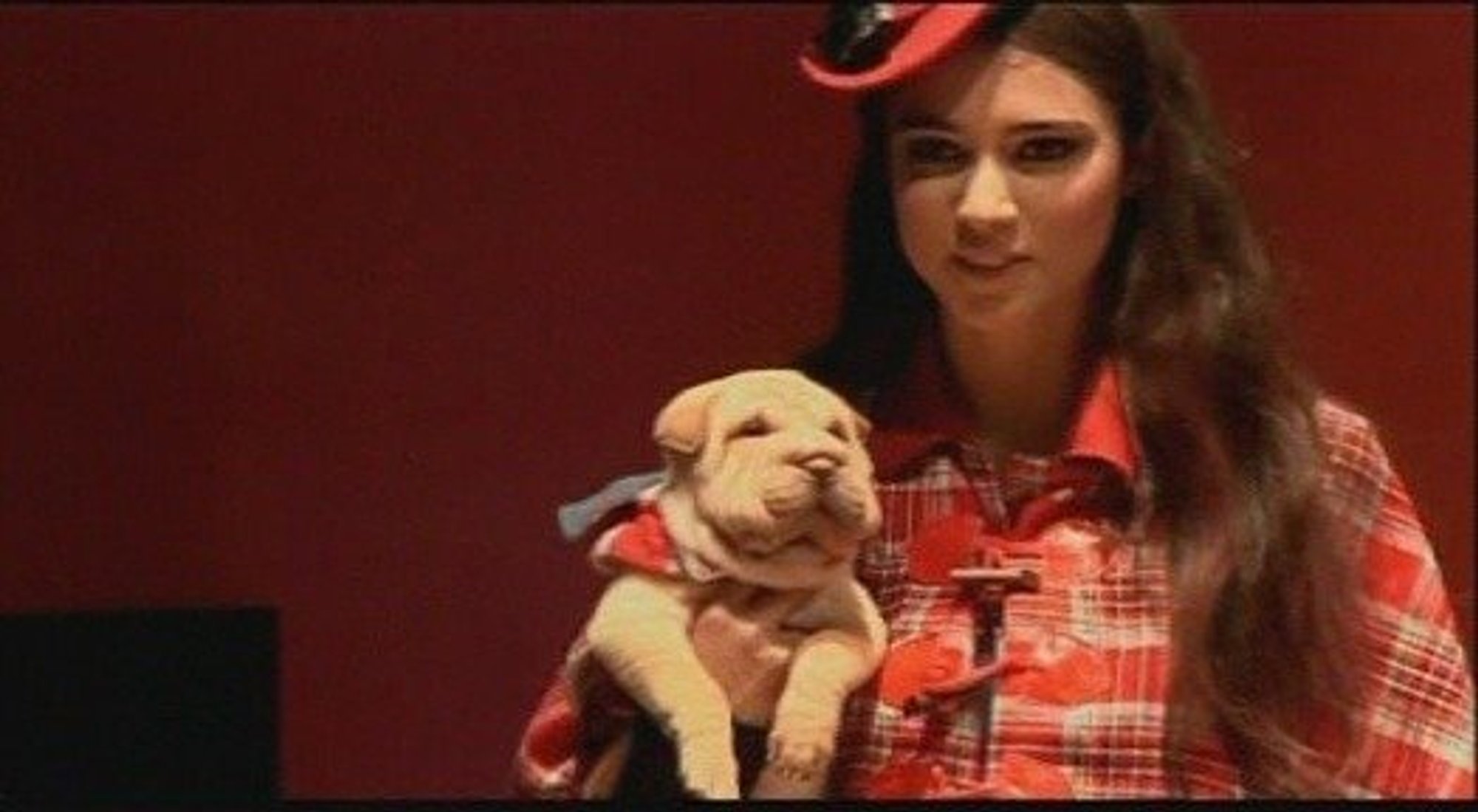 Buenos Airėse pakyla žingsniavo madingai papuošti šunys - Delfi TV