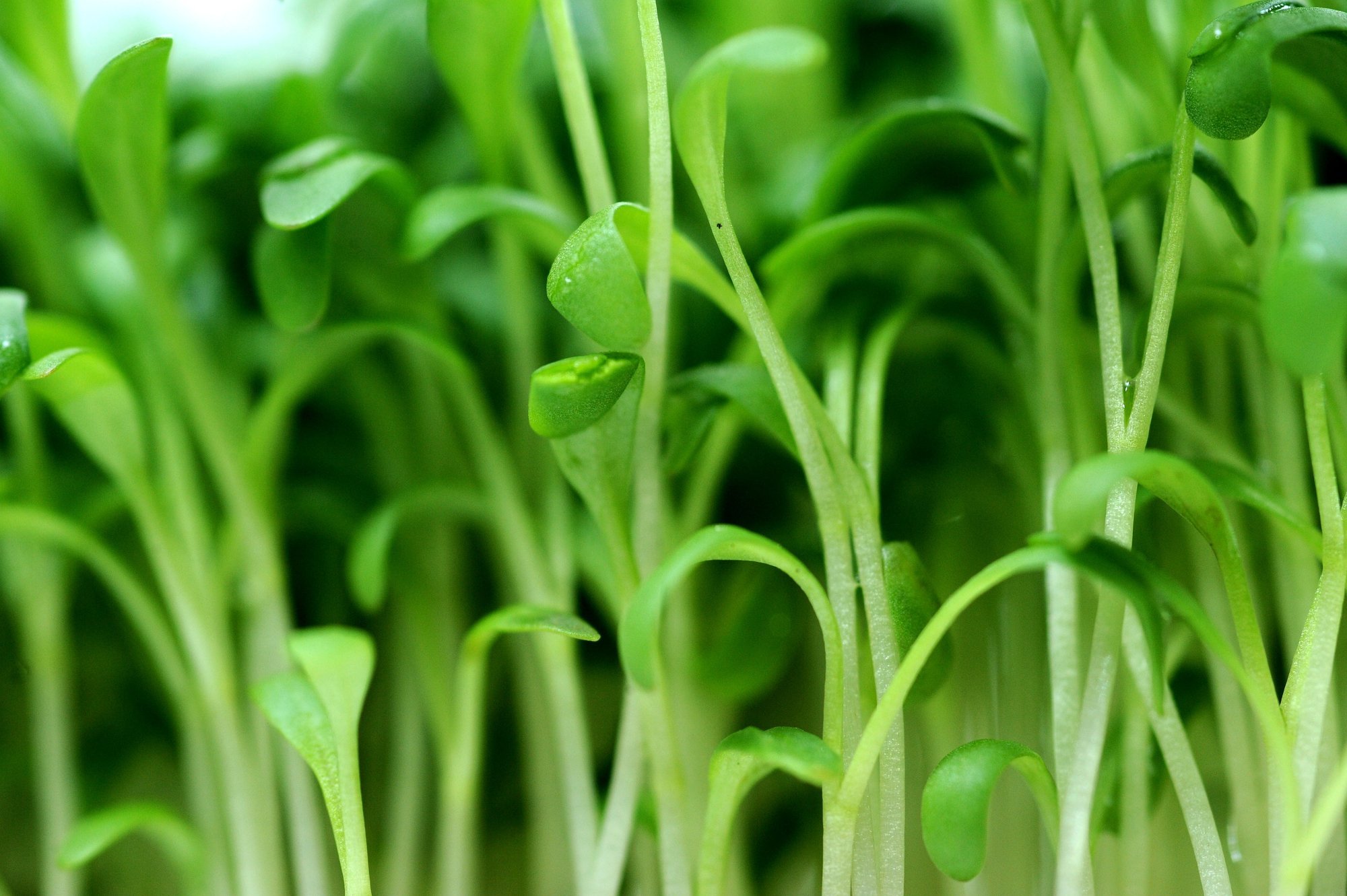 Žaliavalgė D. Tomson: vitaminų užtaisas – daigai - Delfi gyvenimas