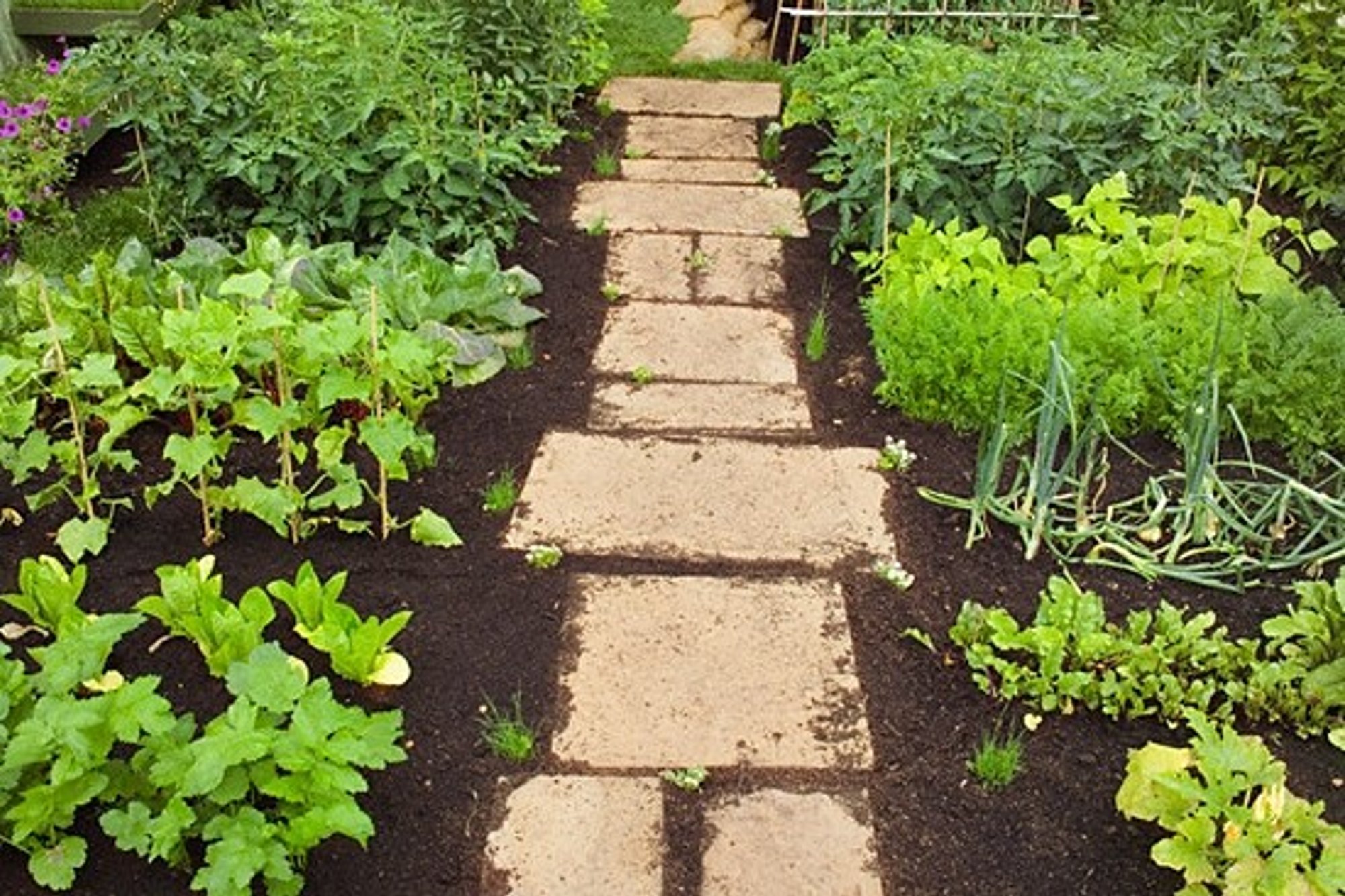Kurmis – ir priešas, ir draugas - Delfi agro