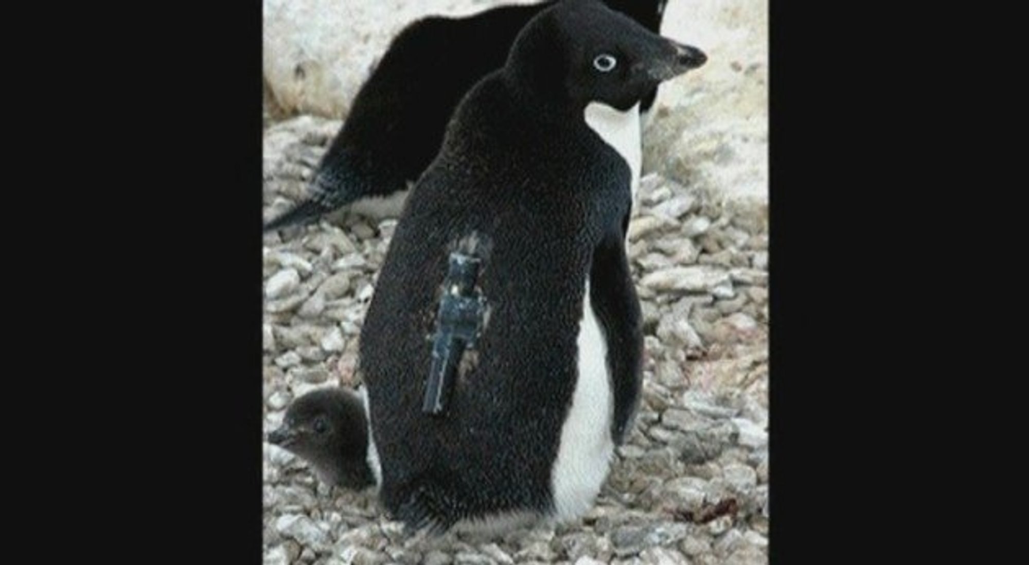 Pingvinai patys nufilmavo savo gyvenimą po vandeniu - Delfi TV