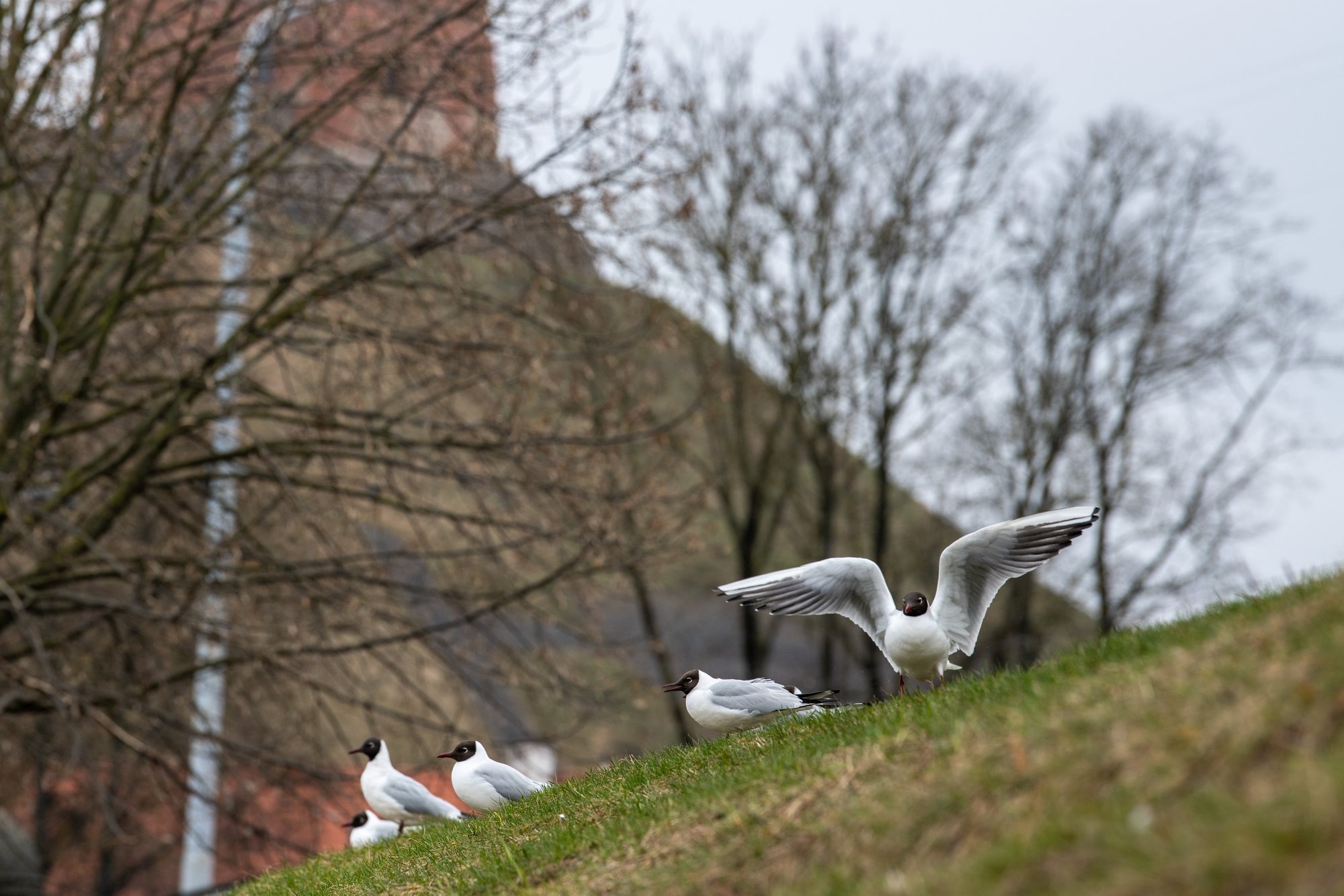 Pirmieji nuo paukščių gripo laukinėje gamtoje šiemet krito rudagalviai ...