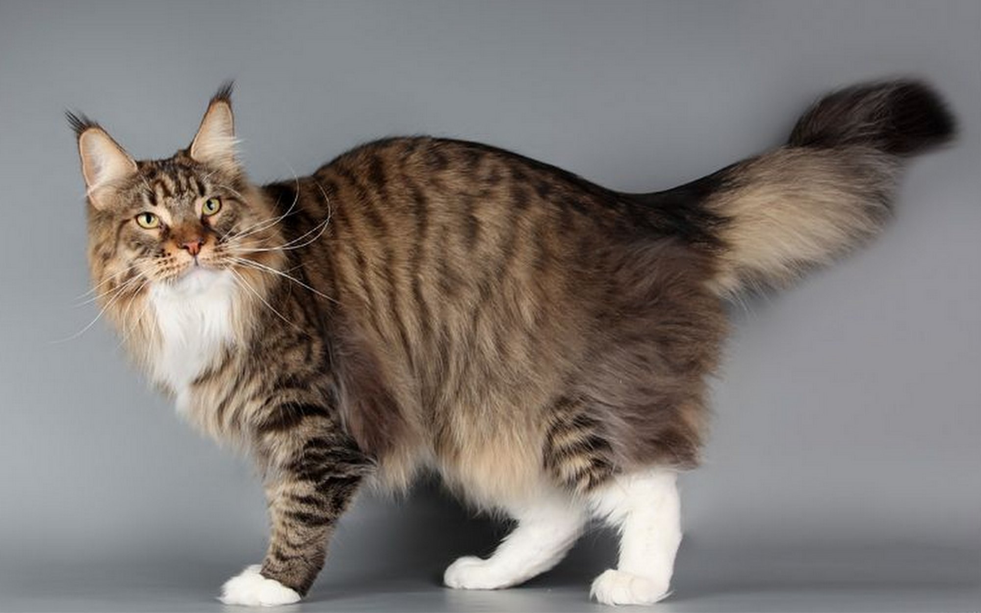 Atkreipkite dėmesį, kaip jūsų katė judina uodegą - Letena.lt