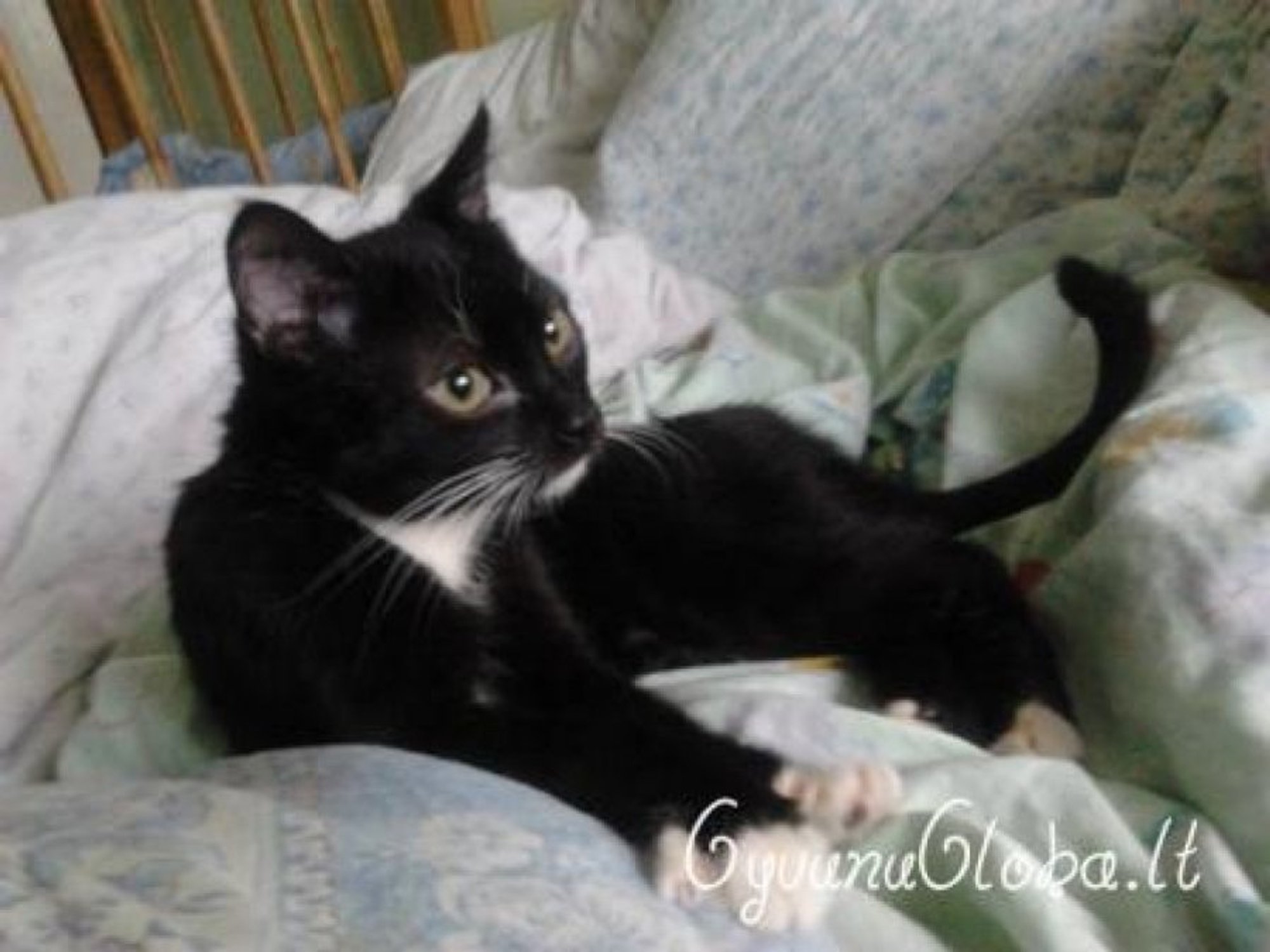 Dobilai žiemą? Dovanojami du broliukai katinukai - Delfi kartu