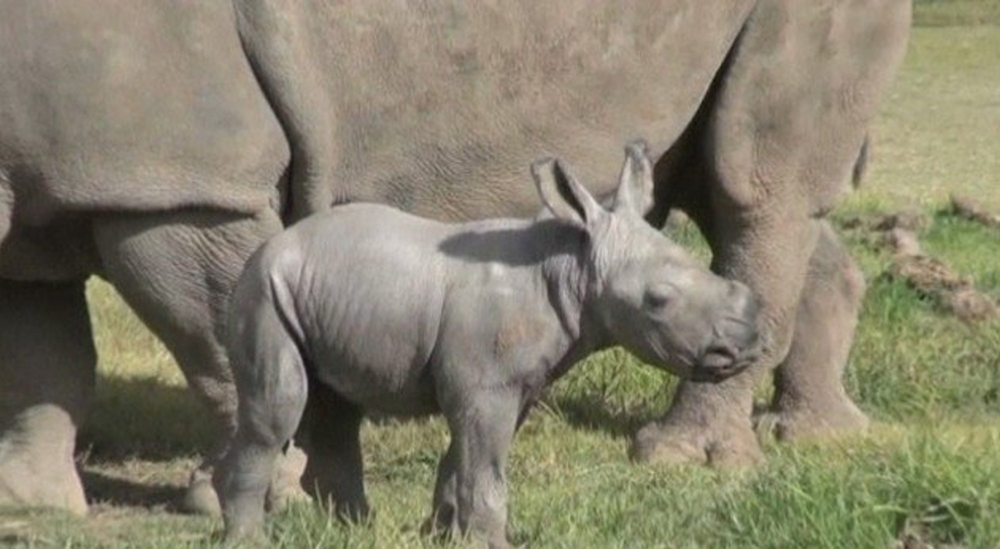 Australijos zoologijos sode pasaulį išvydo retas baltasis raganosis ...