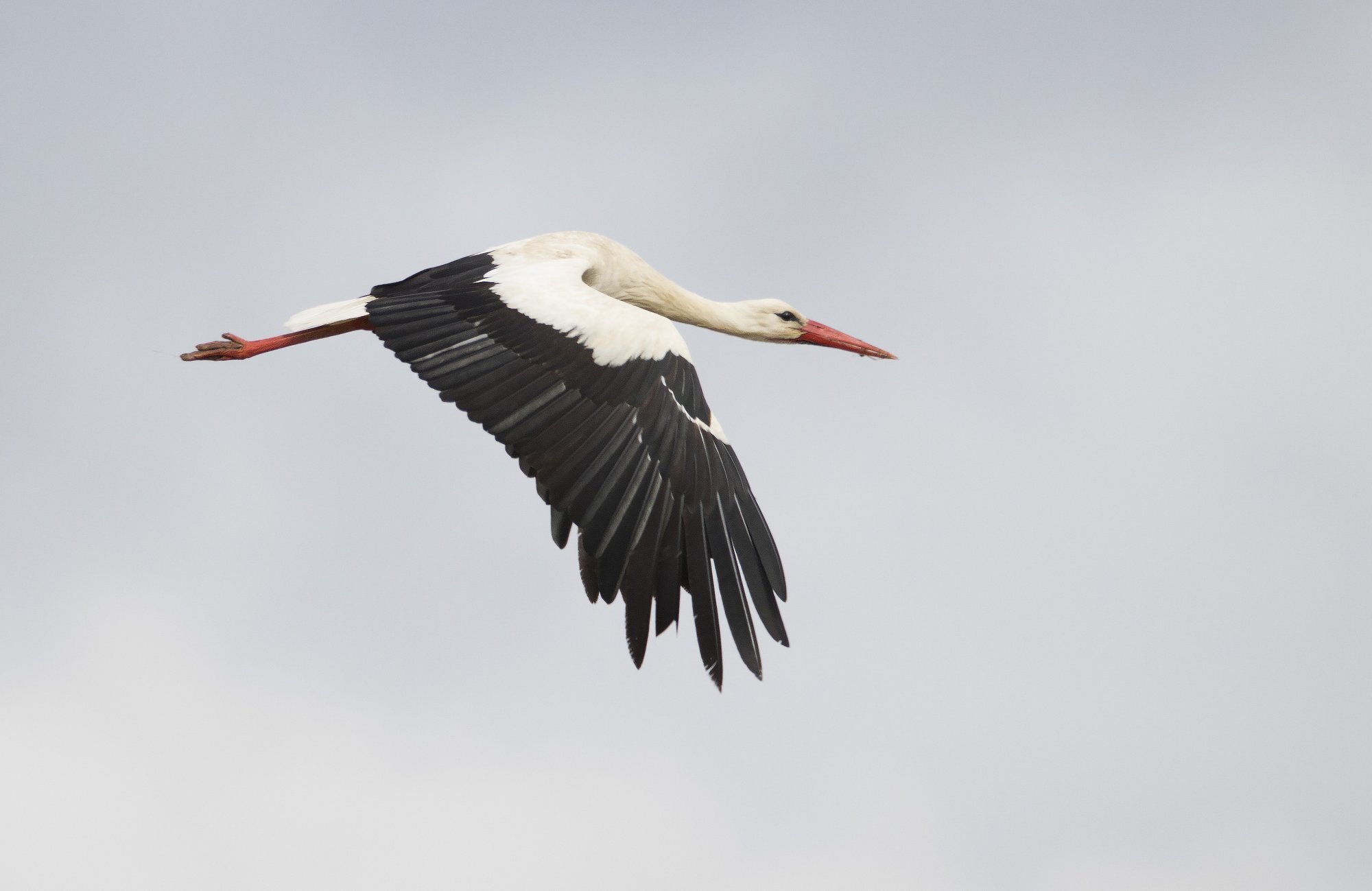 Tikras pavasaris: į Lietuvą sugrįžo pirmieji gandrai - Delfi