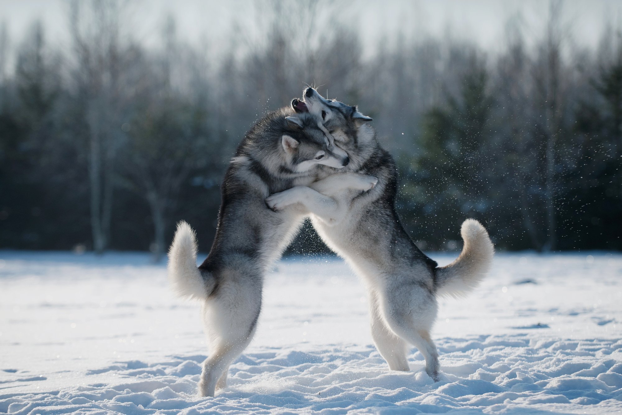 Sibiro haskiai – šunys, visada pasiruošę bėgti - Letena.lt