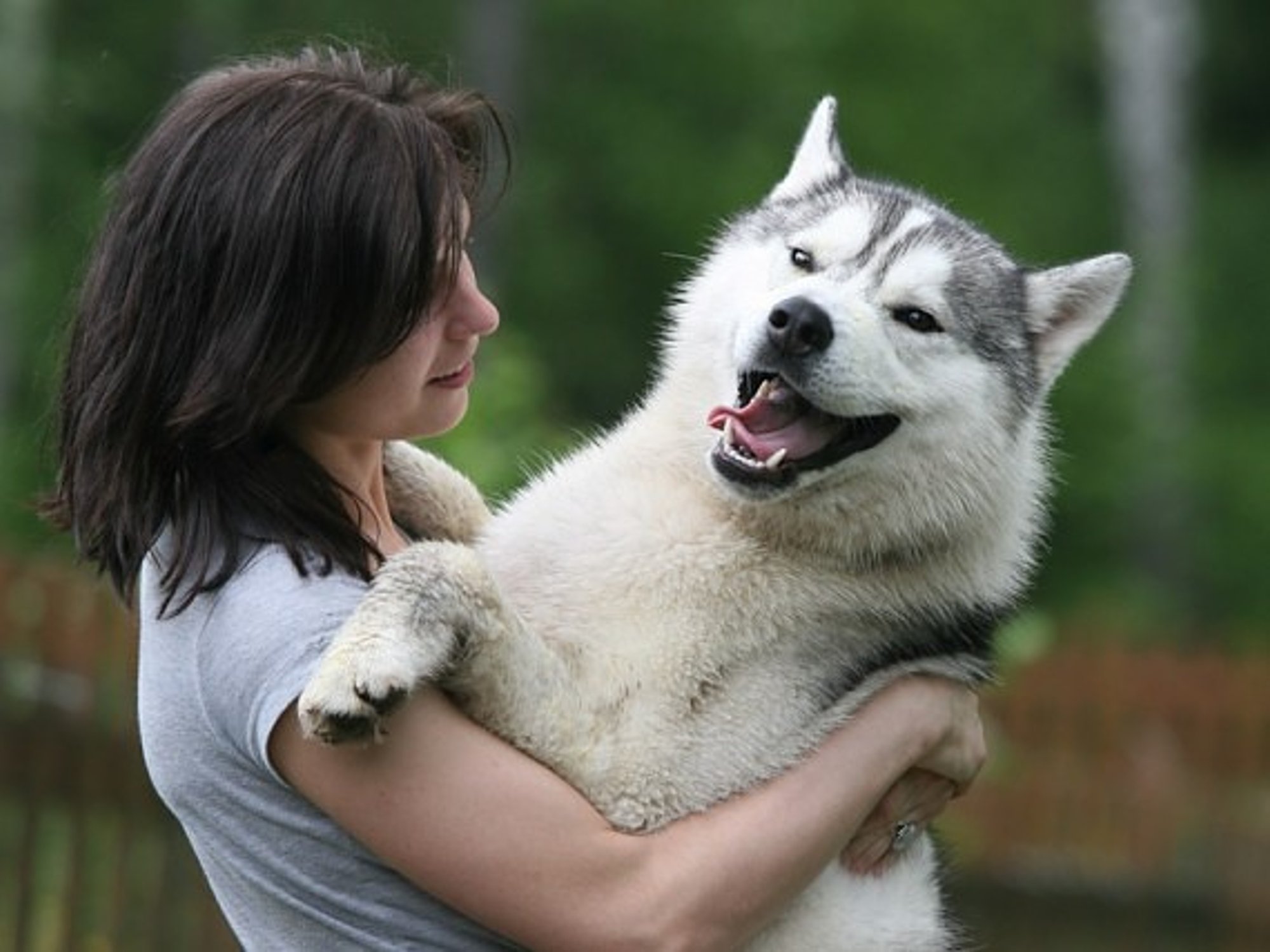 Sibiro haskis pabėgs su tavo širdimi - Delfi gyvenimas