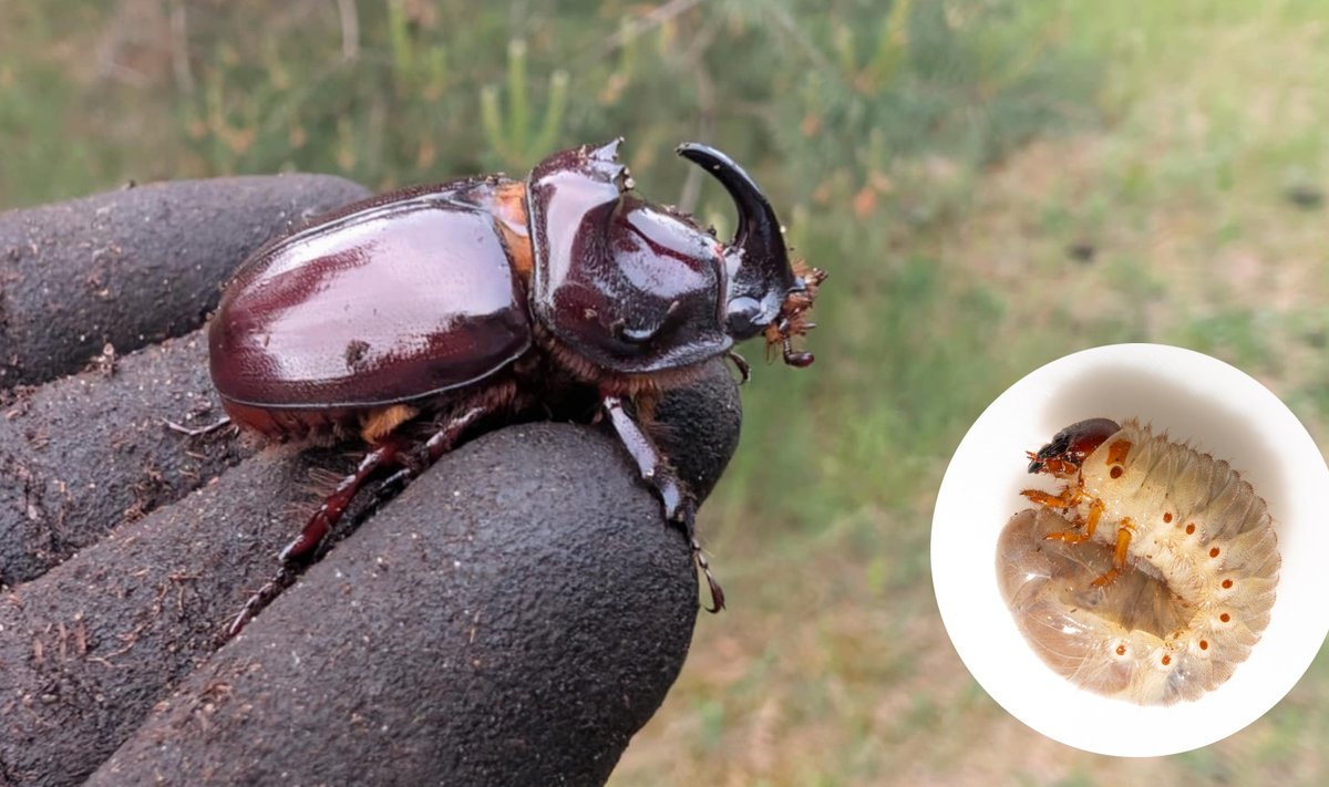 Atraskite Lietuvoje gyvenantį vabalą raganosį - Delfi agro