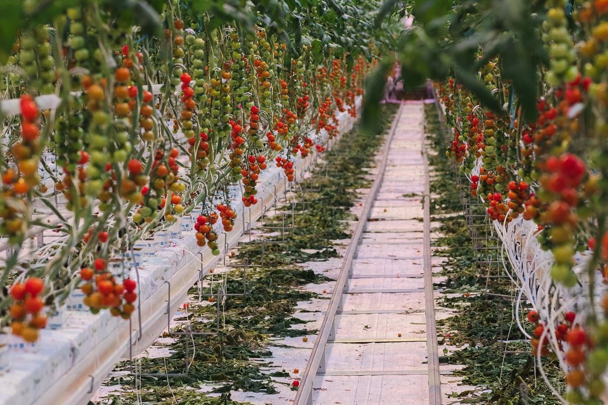 „Kietaviškių gausa“ baigė 22 mln. eurų investicijų etapą, sukurs dar 40 ...