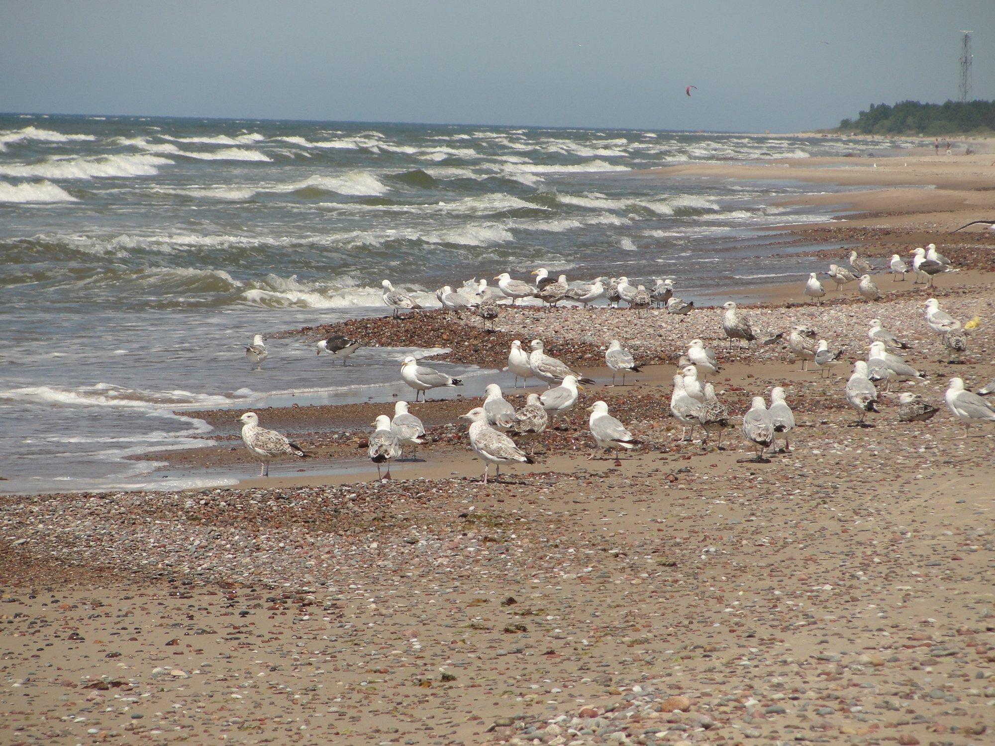 Klaipėdiečius neramina yrantis Karklės skardis - Delfi grynas