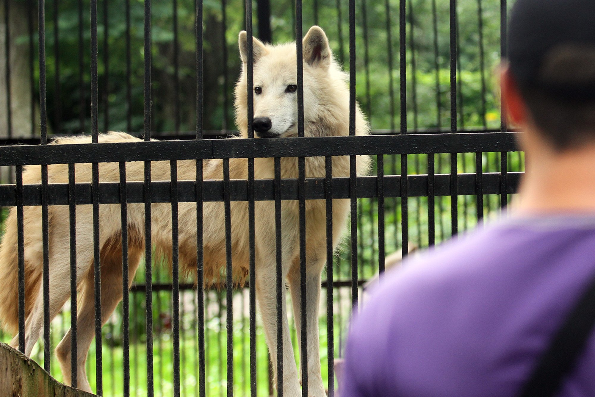 D. Liekis. Ar Lietuvos zoologijos sodo uždarymas – vienintelė išeitis ...