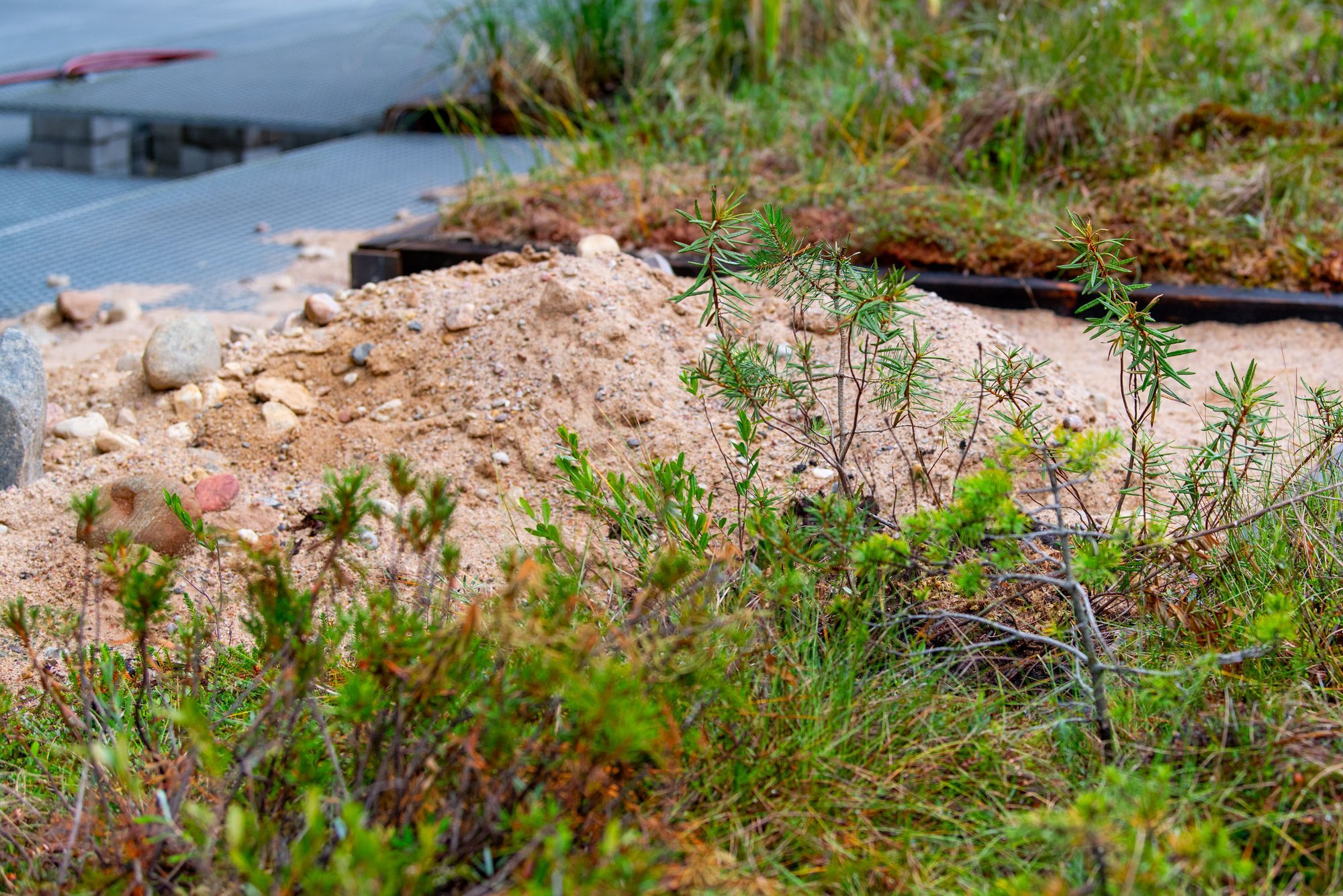 Pelkę parodos objektu pavertę menininkai Nomeda ir Gediminas Urbonai ...