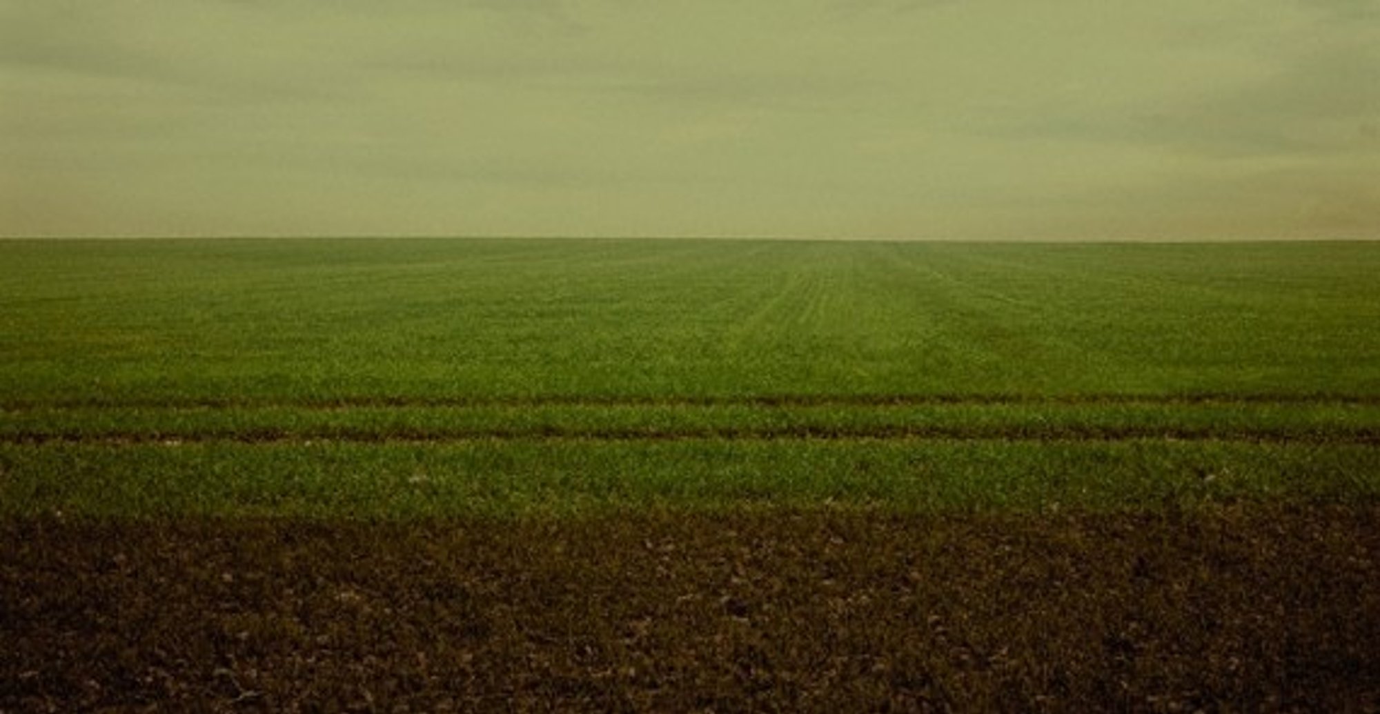 Telšių r. gražūs pasėliai virto grioviais - Delfi agro