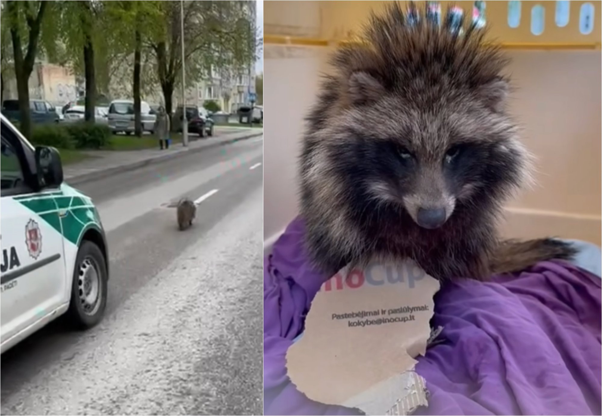 Toks reginys ne juokais išgąsdino alytiškius: gatvėmis vaikščiojo ir ...