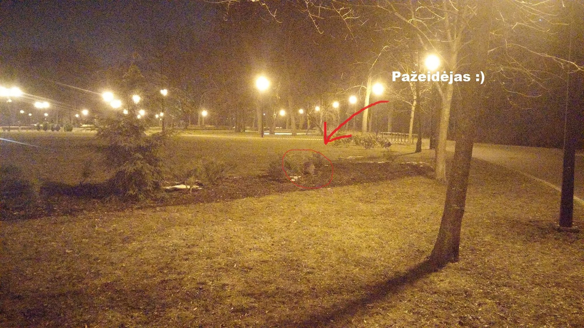 Paaiškėjo, kas iš tiesų niokoja gražiausią Vilniaus parką - Delfi grynas