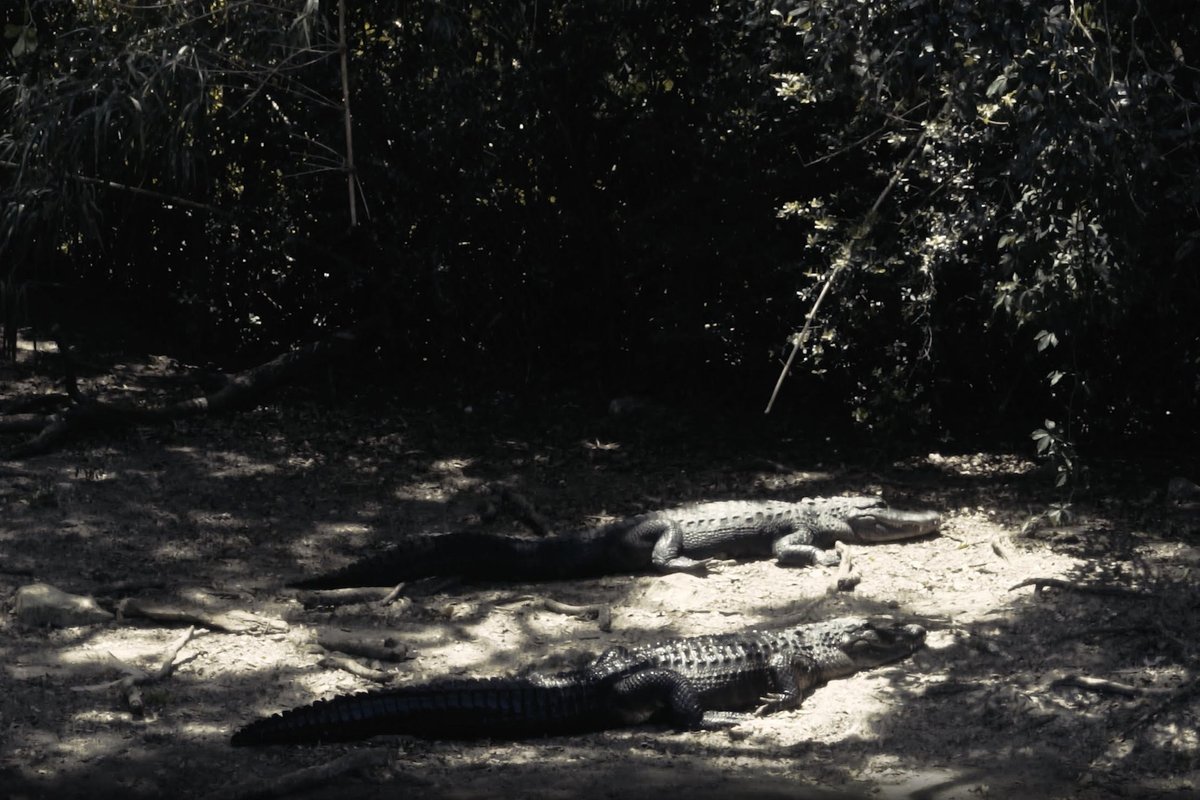 Vilniaus trumpųjų filmų festivalis ir galerija „Medūza“ pristato ...
