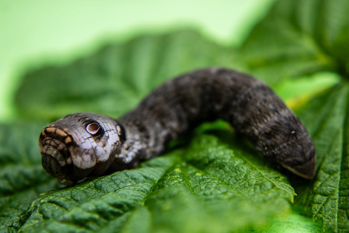 Pievose galima pamatyti pievinio sfinkso vikšrų - Delfi grynas