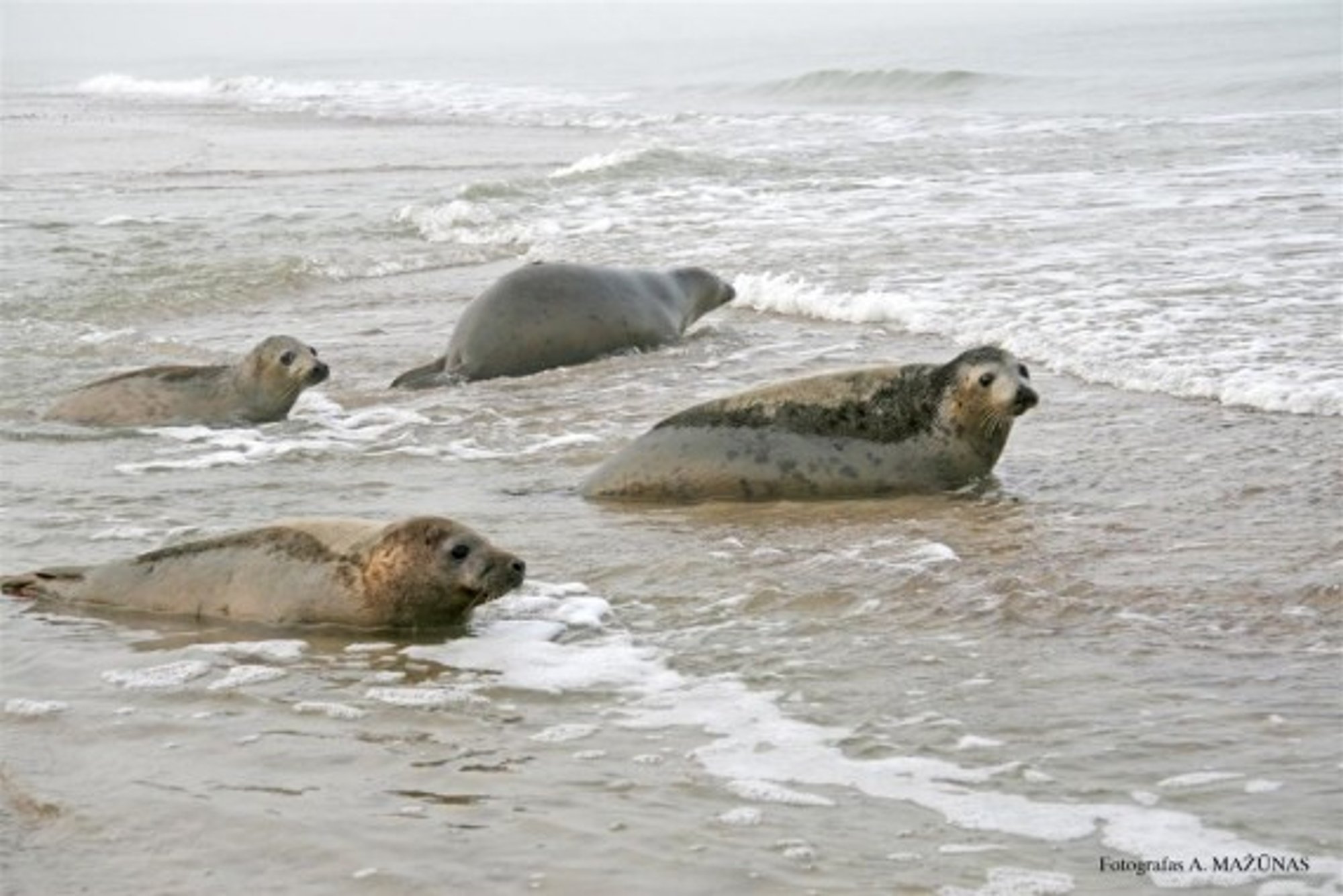 Baltijos jūros viltis - ruoniai - Delfi grynas